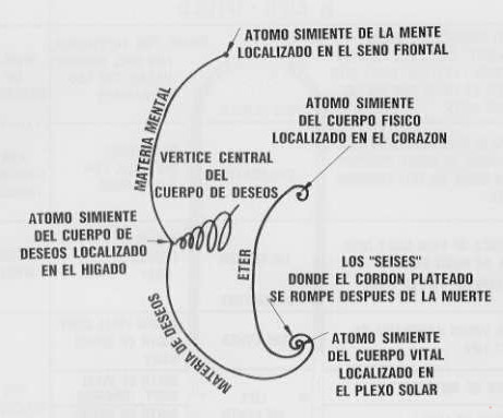 Los átomos simiente y la “centralita” de la información – EMEDT ...