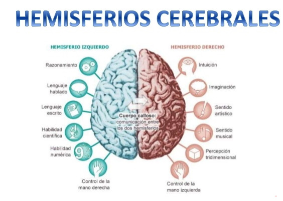 El cerebro «racional» – EMEDT – Escuela de Metafísica y Desarrollo ...