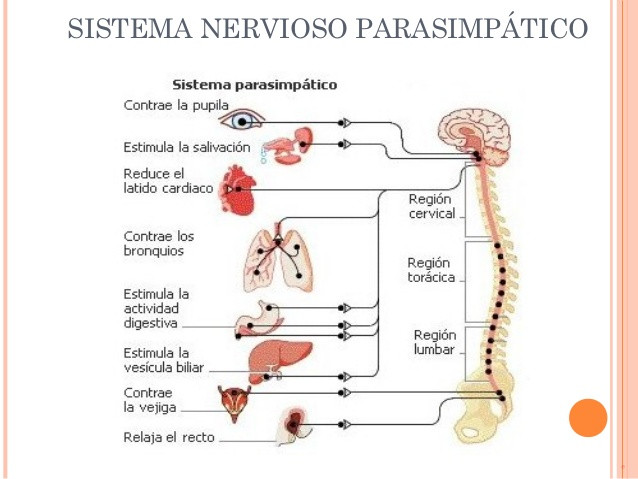 División parasimpática del sistema nervioso autónomo – EMEDT