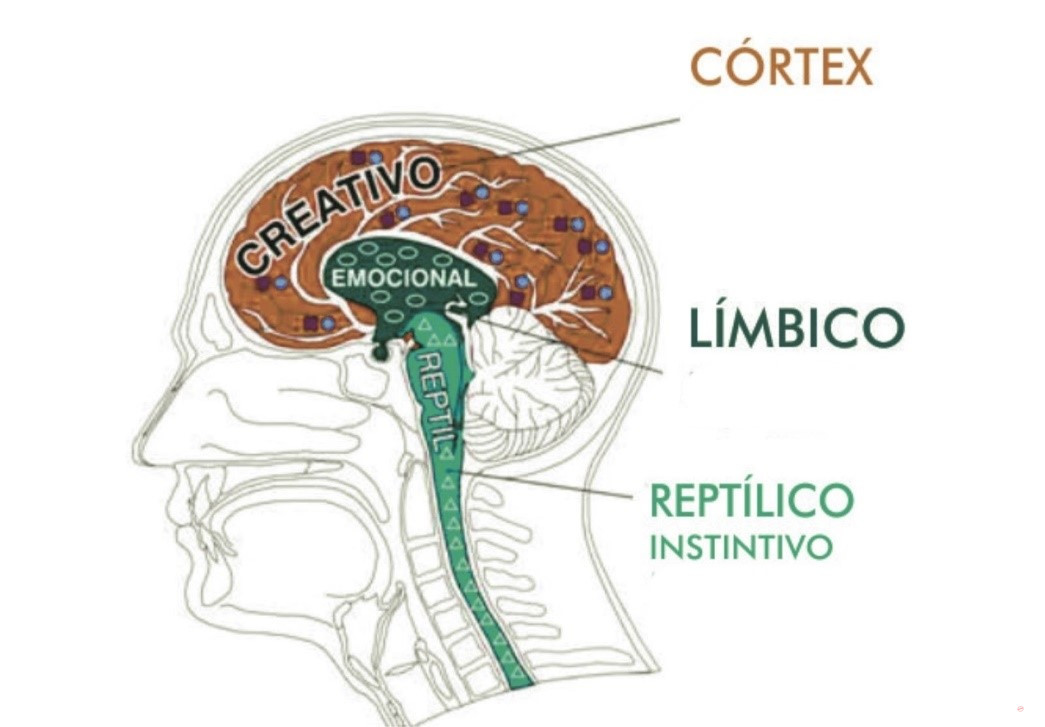 Introducción al cerebro triuno – EMEDT